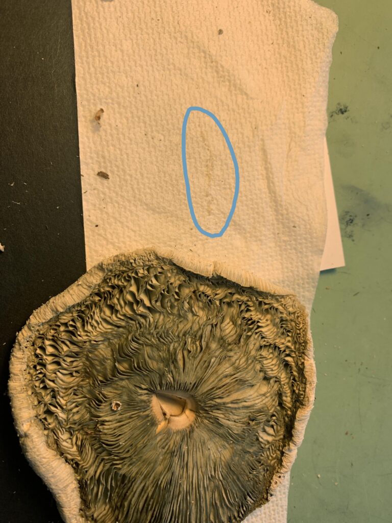 Buddy's Blog | Ernie and the Piranha Club by Bud Grace