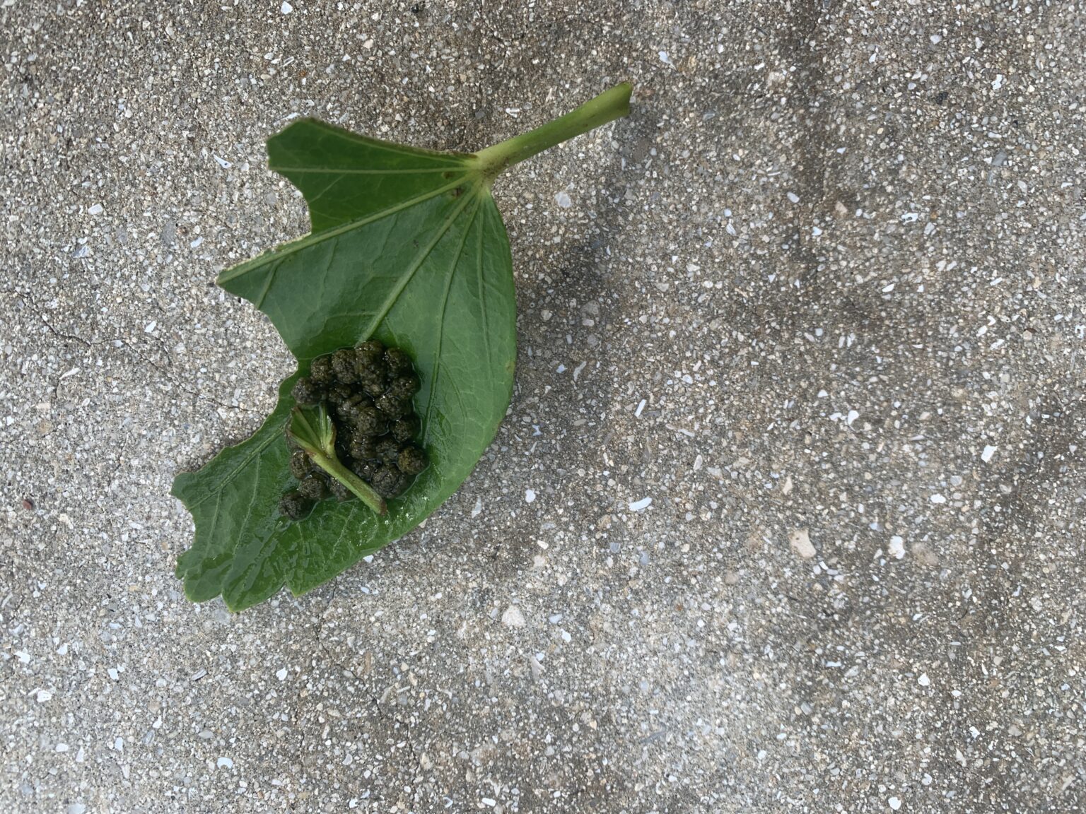 Buddy's Blog | Ernie and the Piranha Club by Bud Grace