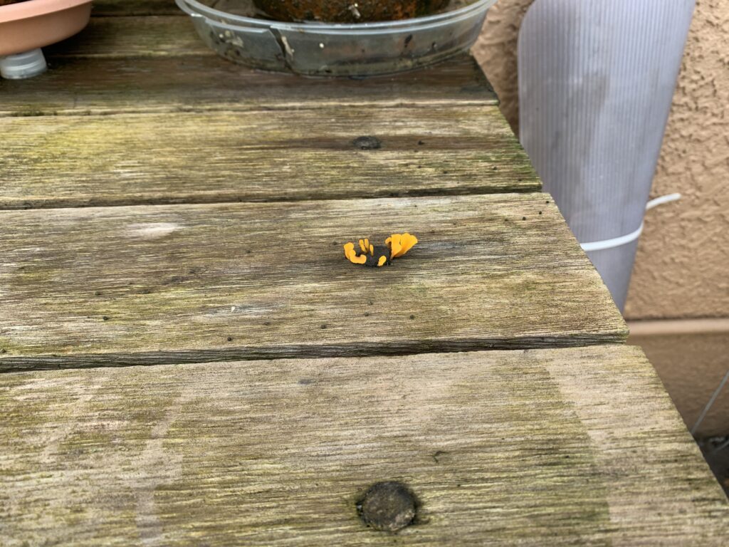 Buddy's Blog | Ernie and the Piranha Club by Bud Grace