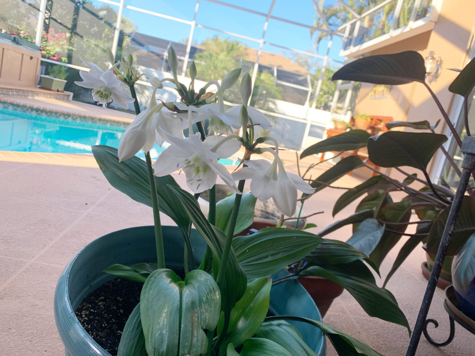 Buddy's Blog | Ernie and the Piranha Club by Bud Grace