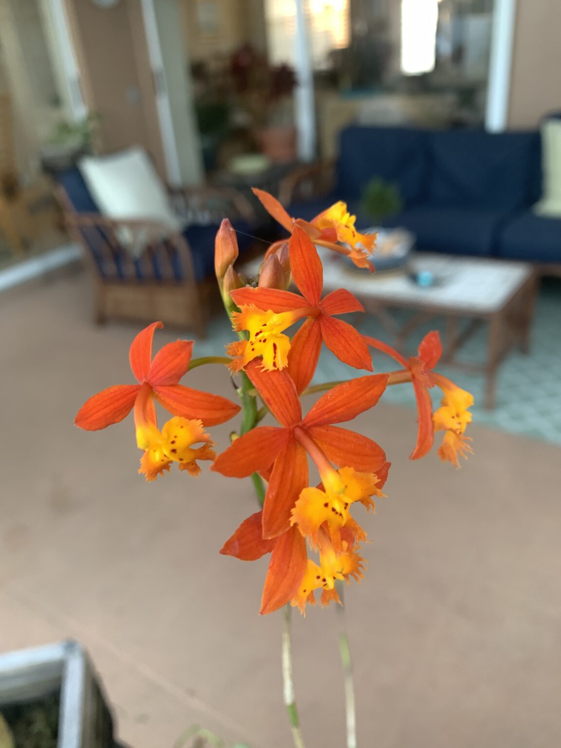 Buddy's Blog | Ernie and the Piranha Club by Bud Grace