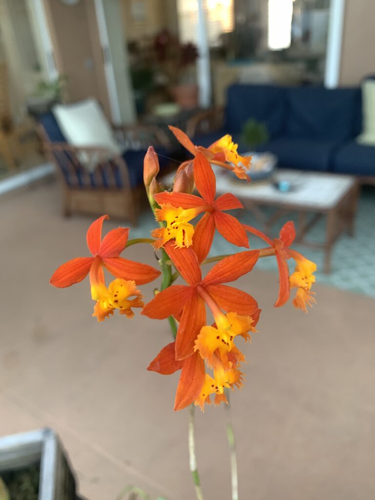 Buddy's Blog | Ernie and the Piranha Club by Bud Grace